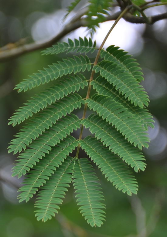Acàcia taperera | Verd urbà